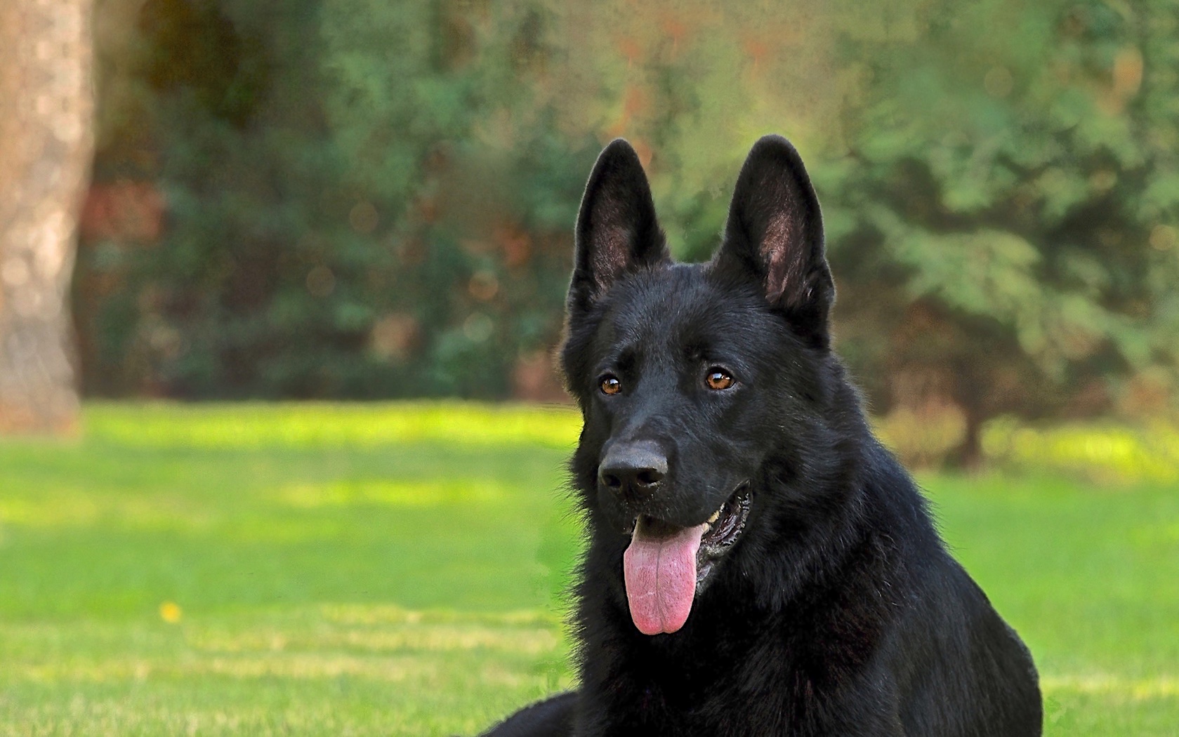 Canine Detection Service